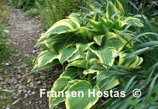 Hosta Antioch - Fransen Hostas